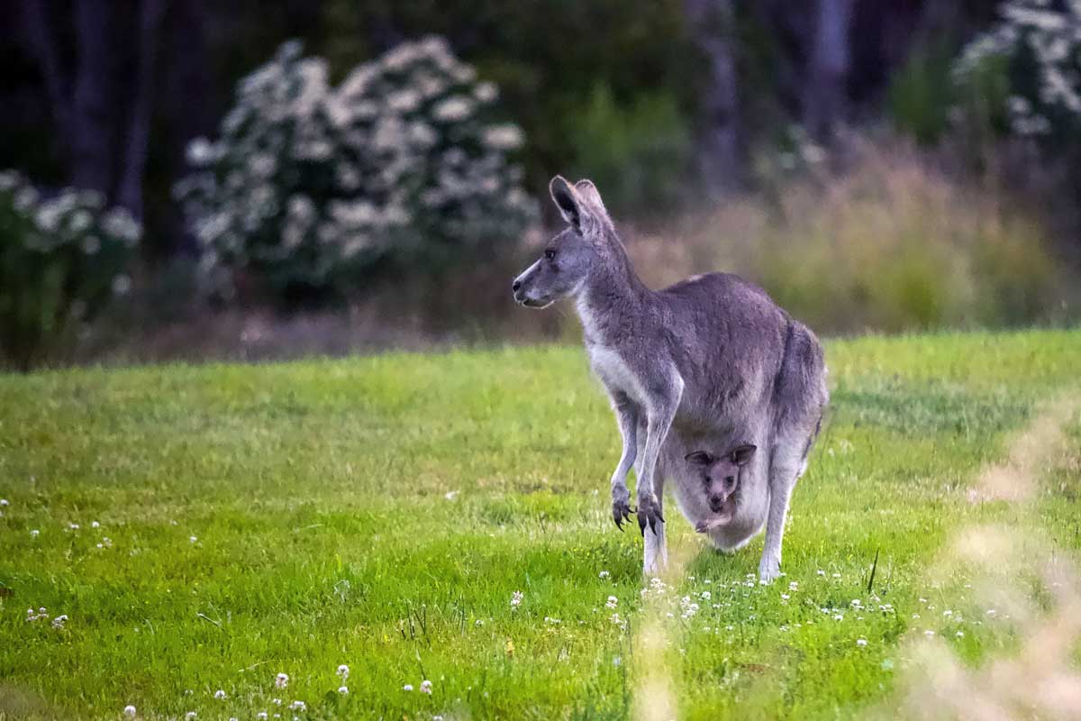 Mit Video: Werden Kängurus im Beutel geboren? – Lucky Kangaroos